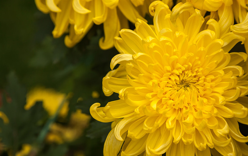 Тематические цветочные клумбы городских парков Пекина будут выставлены ...